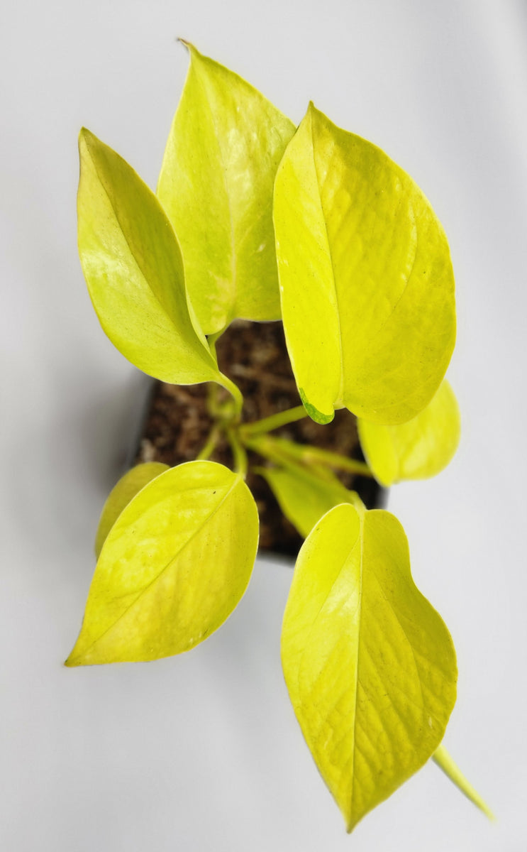 Epipremnum aureum 'Neon' - Neon Pothos – Green Thumb Gardens KC ...
