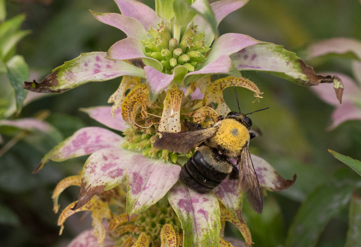 Monarda Punctata - Spotted Bee Balm – Green Thumb Gardens KC – Native ...