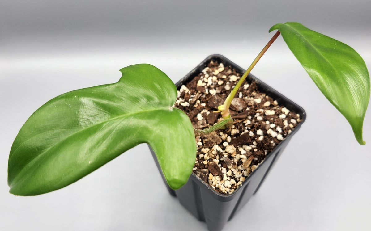 Philodendron squamiferum - Philodendron ‘Florida Green’ – Green Thumb ...