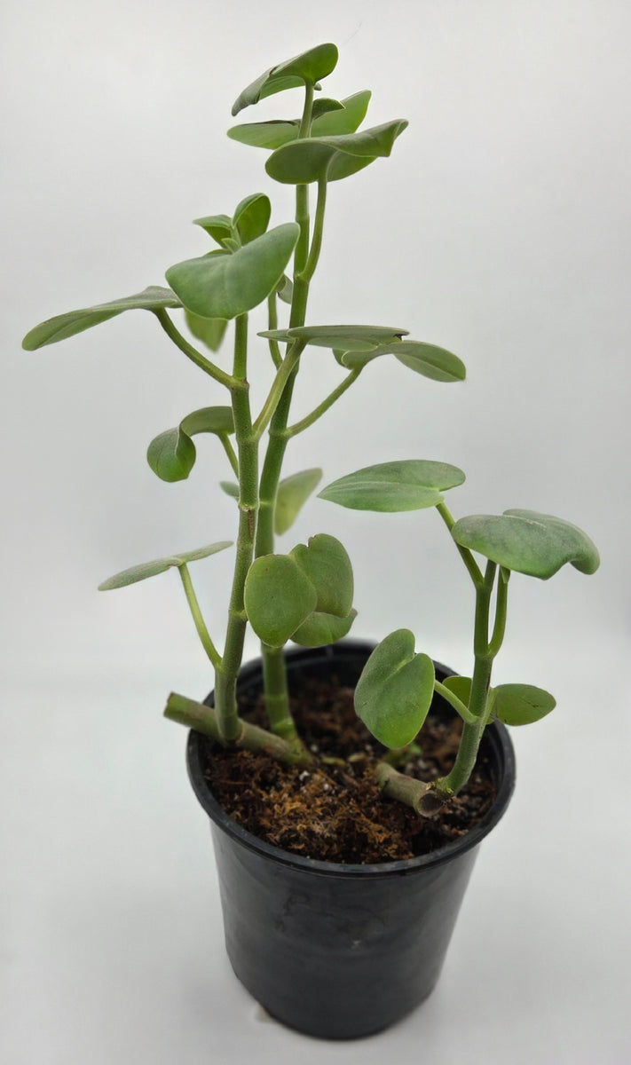 Peperomia incana - Felted Pepperface – Green Thumb Gardens KC – Native ...