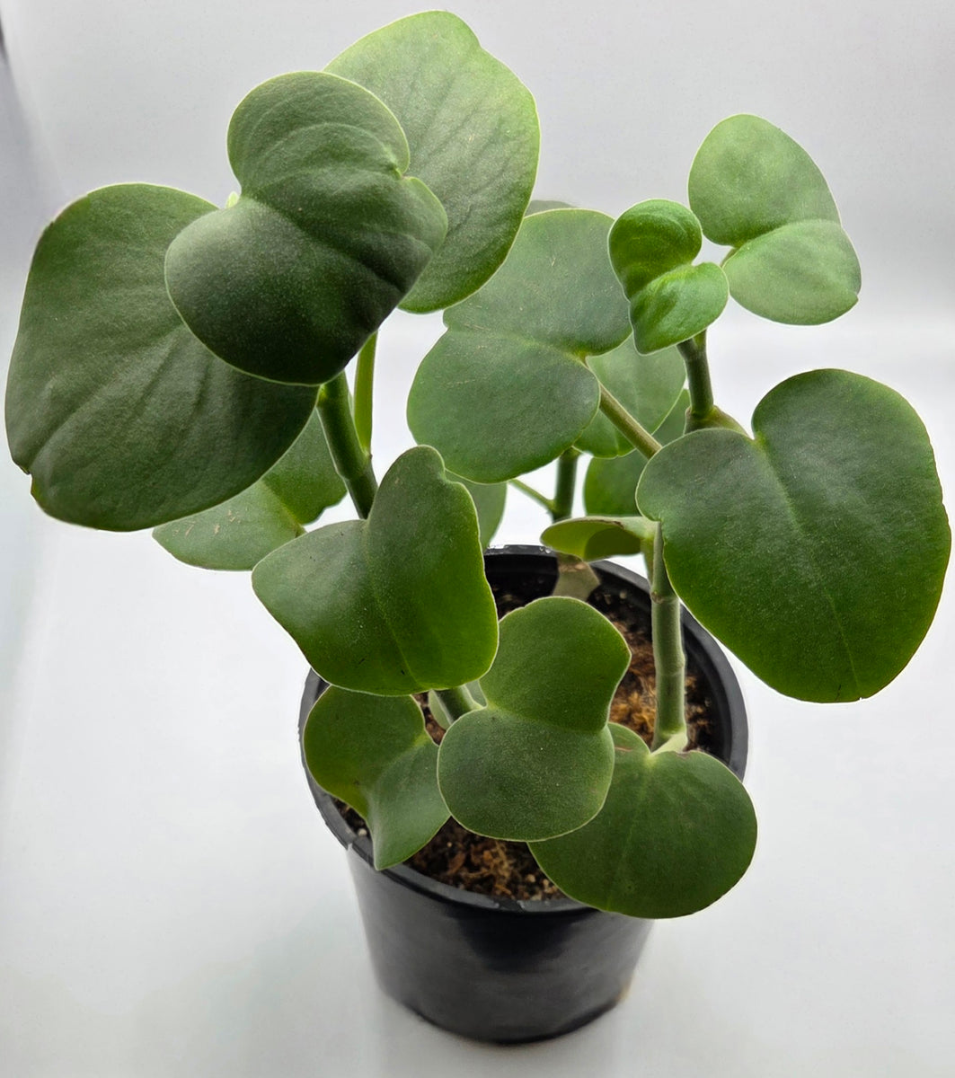 Peperomia incana - Felted Pepperface – Green Thumb Gardens KC – Native ...