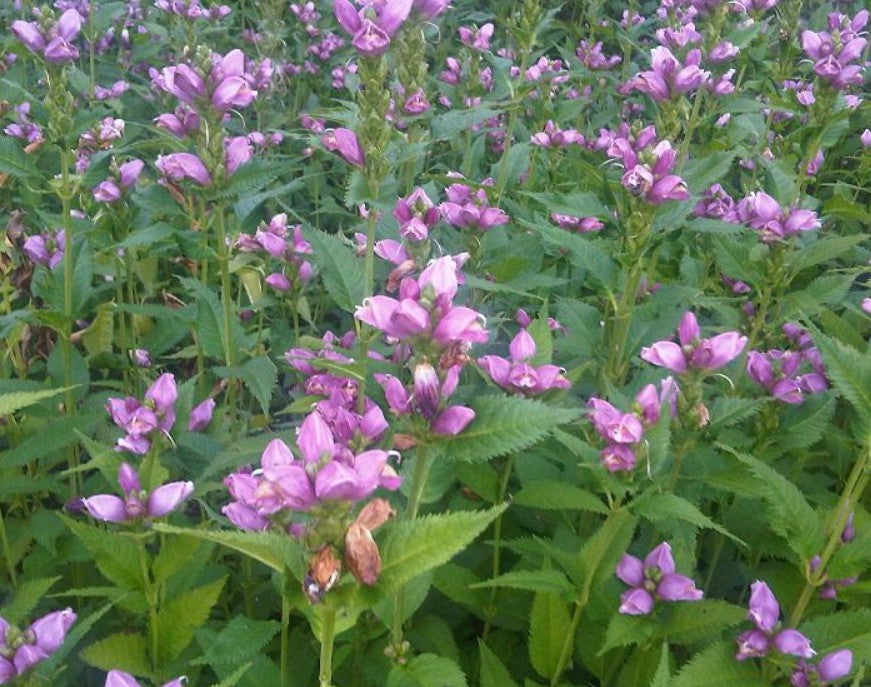 Chelone Obliqua - Rose Turtlehead – Green Thumb Gardens KC – Native ...