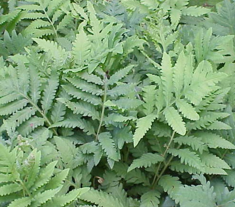 Onoclea sensibilis - Sensitive Fern – Green Thumb Gardens KC – Native ...