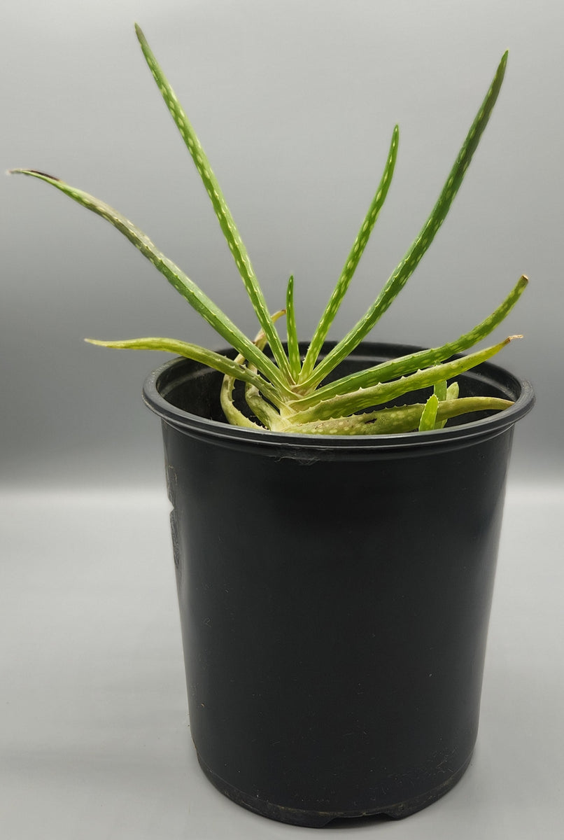 Aloe barbadensis miller - Aloe Vera – Green Thumb Gardens KC – Native ...