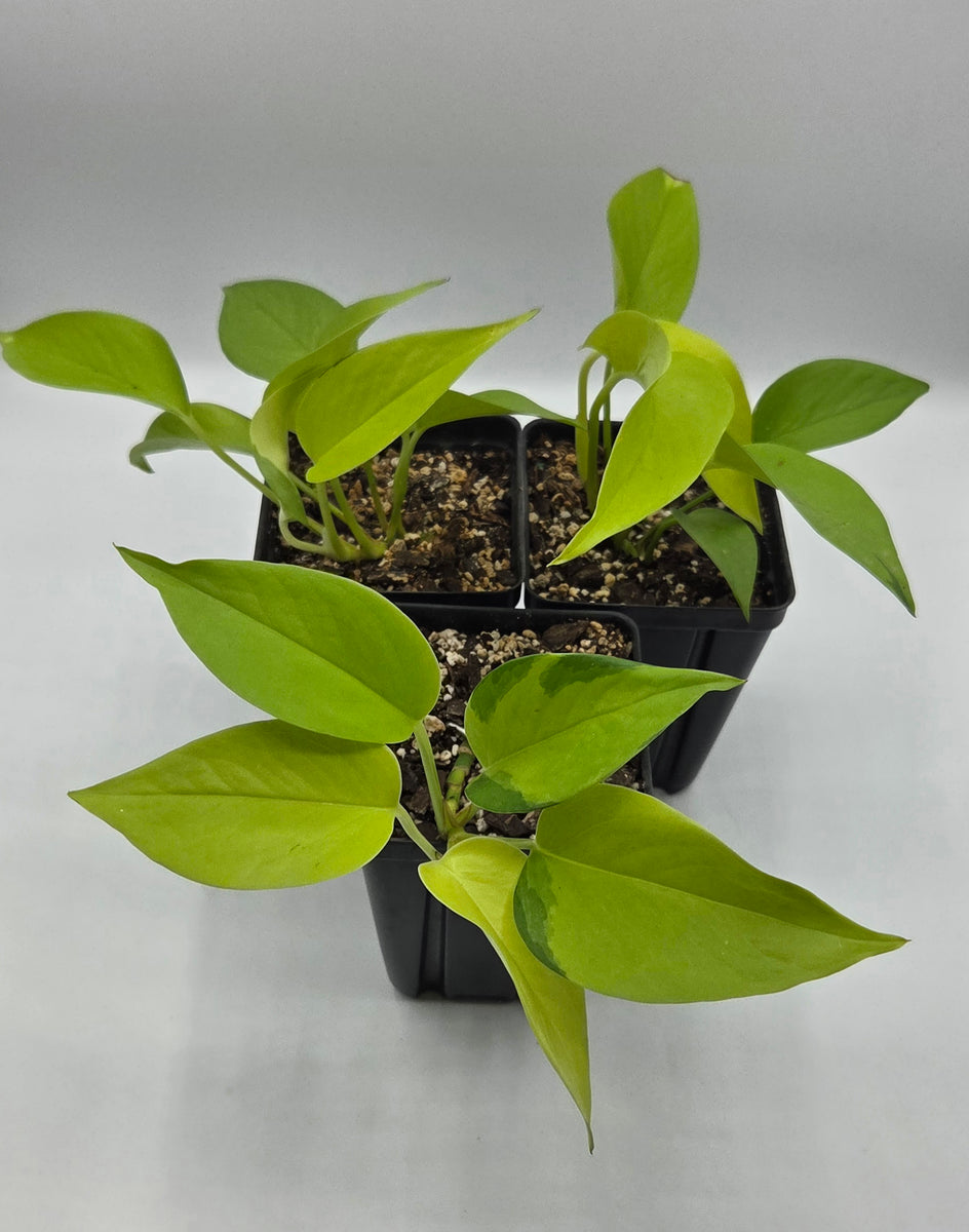 Epipremnum aureum 'Neon' - Neon Pothos – Green Thumb Gardens KC ...