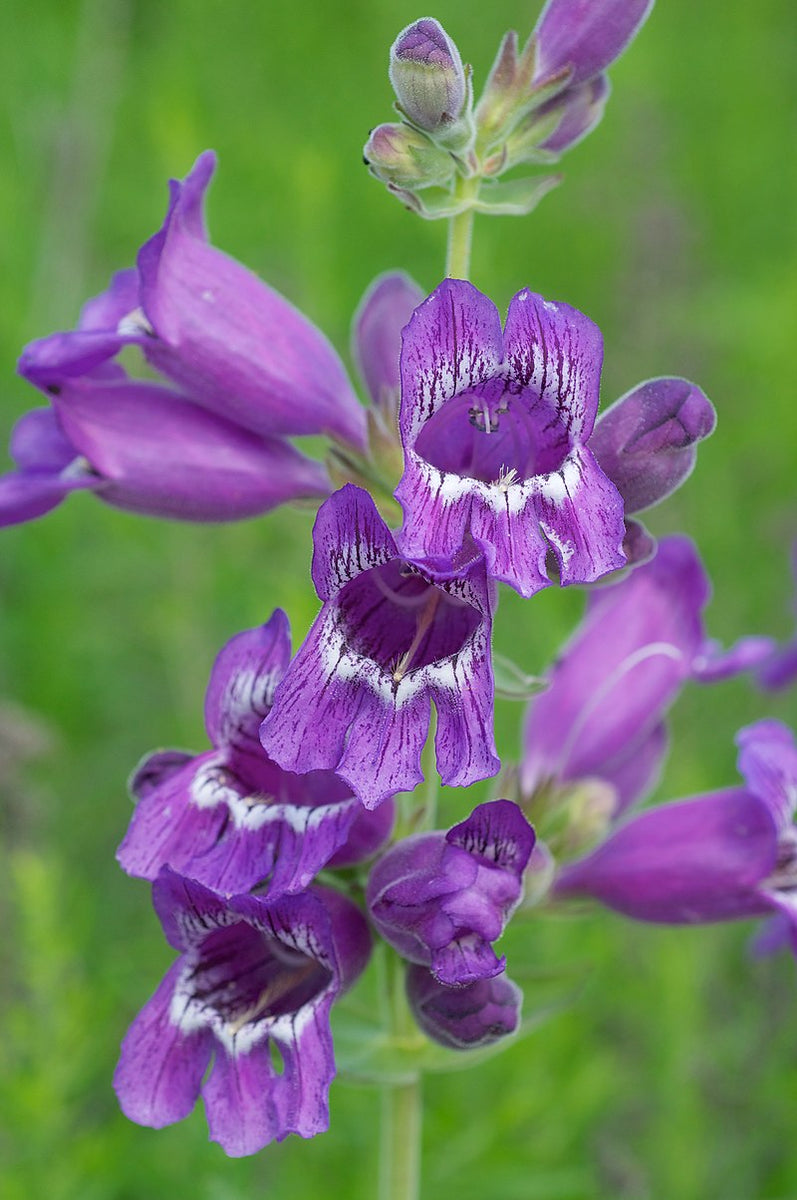 Penstemon cobaea - Prairie Beardtongue – Green Thumb Gardens KC ...