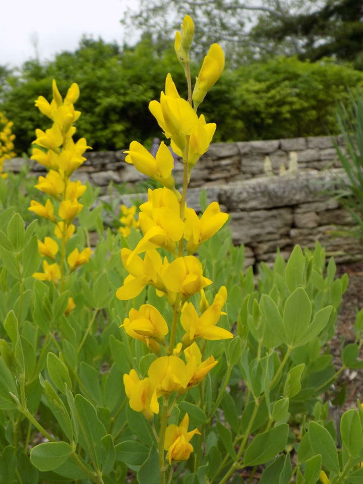 Baptisia sphaerocarpa- Large Yellow Wild Indigo – Green Thumb Gardens ...