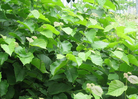Corylus Americana - American Filbert – Green Thumb Gardens KC – Native ...
