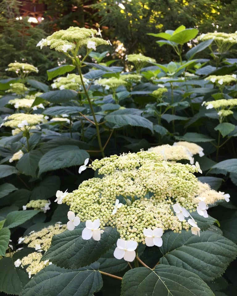 Hydrangea arborescens - Wild Hydrangea – Green Thumb Gardens KC ...