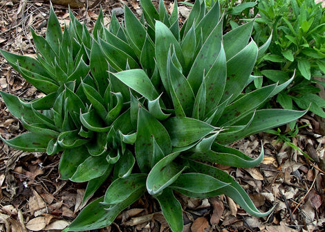 Manfreda Virginica - Agave, False Aloe – Green Thumb Gardens KC ...