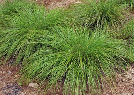 Carex Albicans - Oak Sedge – Green Thumb Gardens KC – Native Plant Nursery