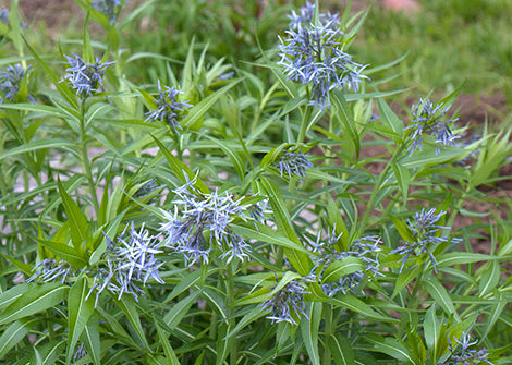Amsonia illustris – Shining Bluestar – Green Thumb Gardens KC – Native ...