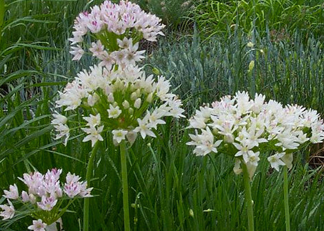 Allium Canadense - Meadow Garlic – Green Thumb Gardens KC – Native ...