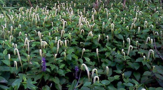 Saururus Cernuus - Lizard's tail – Green Thumb Gardens KC – Native ...